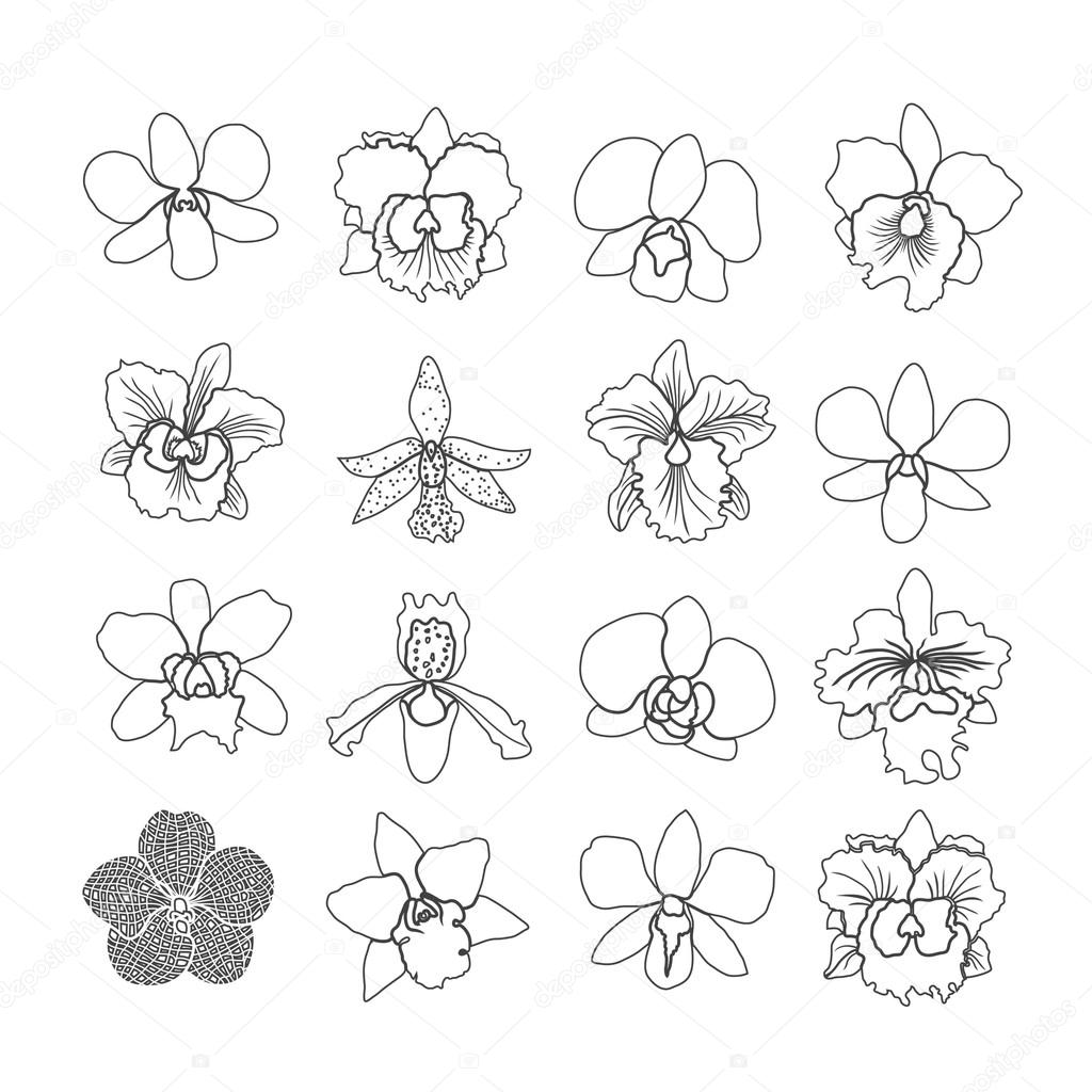 Orchid flowers icons Stock Vector Image by ©Boykung #70622151