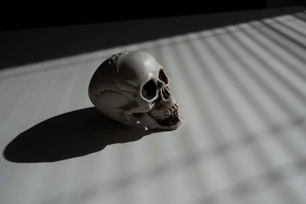 Skull in shadow Stock Photos, Royalty Free Skull in shadow Images ...