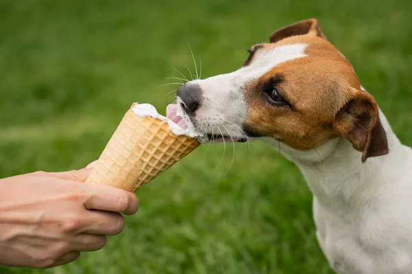 Perro comiendo un helado fotos de stock, imágenes de Perro comiendo un ...