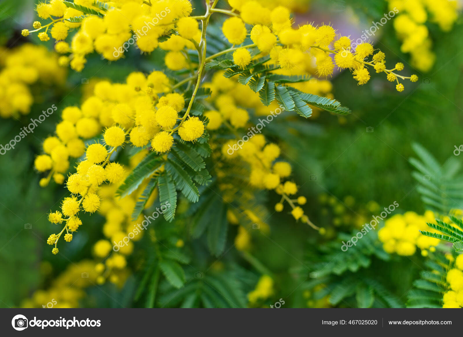 Yellow Mimosa Tree