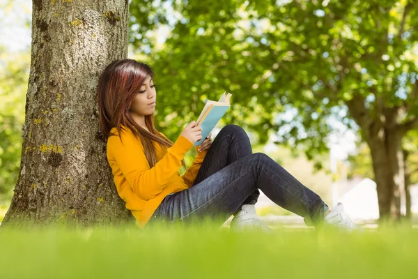 Reading under tree Stock Photos, Royalty Free Reading under tree Images ...