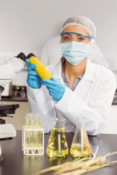 Scientist weighing corn and kernel with scales Stock Photo by ...