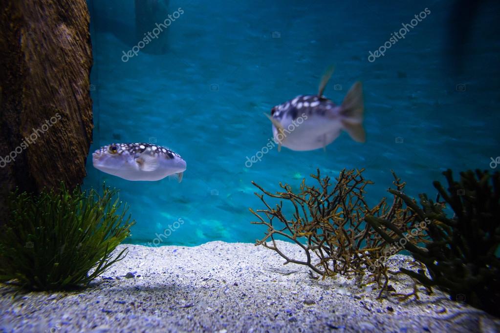 Banco De Peces Tropicales Nadando