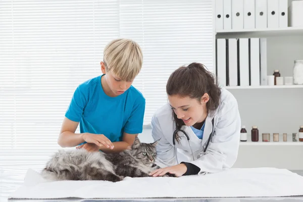 Vet examining cat with owner - Stock Image - Everypixel