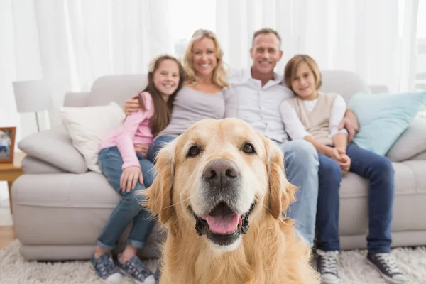Perro y familia Stock Photos, Royalty Free Perro y familia Images ...