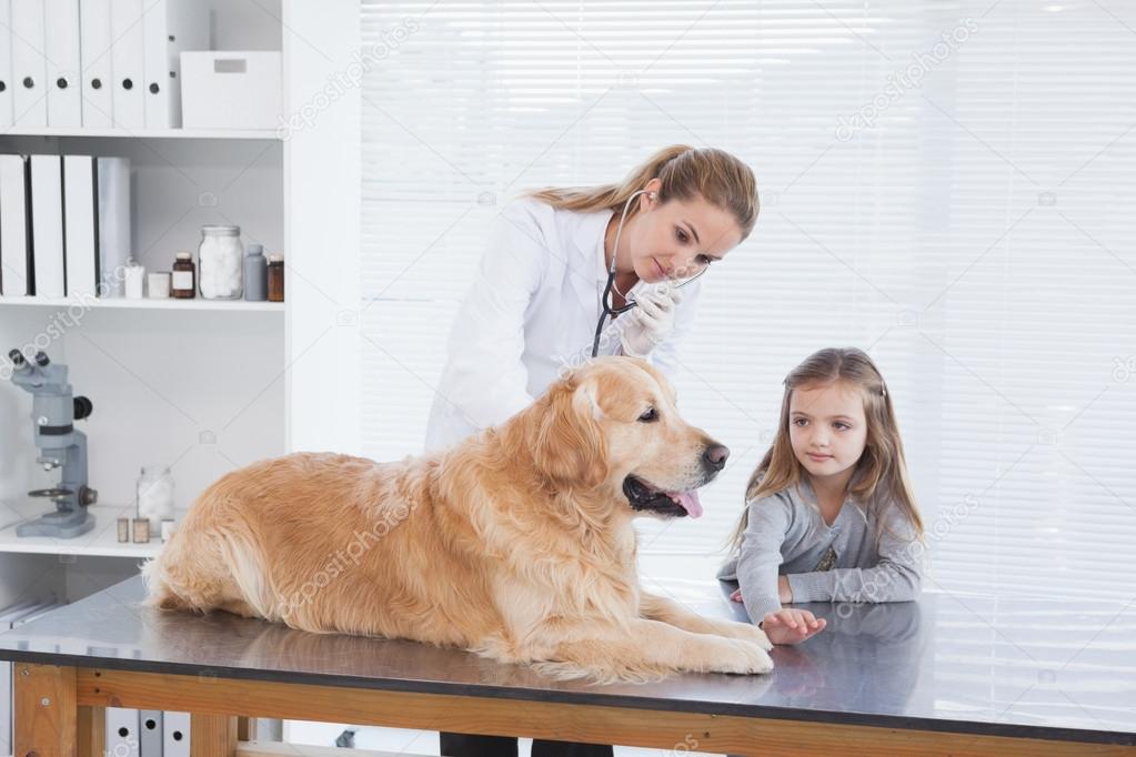 Vet checking labrador — Stock Photo © Wavebreakmedia #81731884