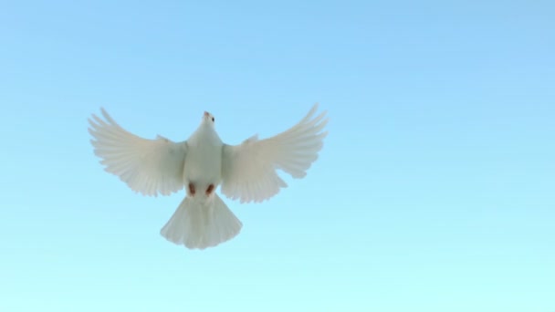 Dove flying on blue sky background — Stock Video © Wavebreakmedia #91731148