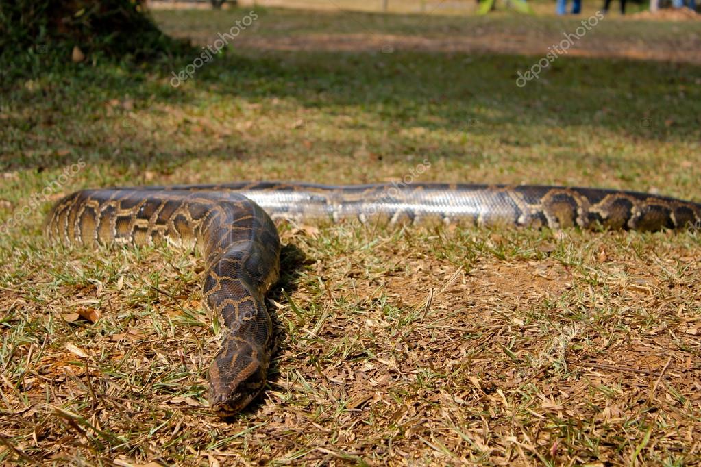 Giant python on grass field — Stock Photo © aonisuka #60347751