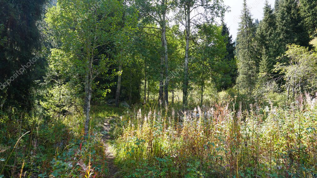 El sendero del bosque pasa a través de abedules 2023