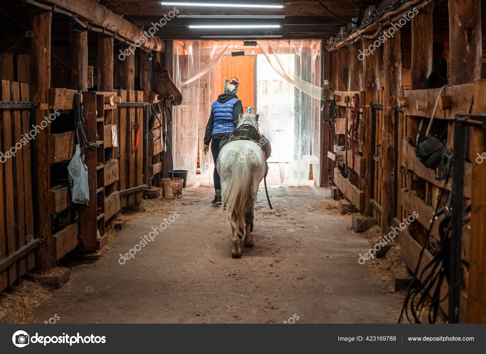 Horses Standing Stall Stable Jockey Hippodrome Horseback Riding — Stock ...