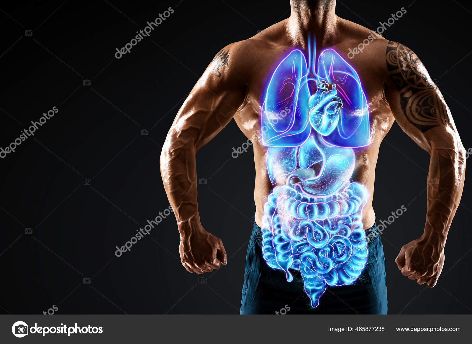 Holographic Projection Scan Human Internal Organs Body Bodybuilder ...