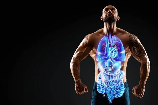 Holographic Projection Scan Human Internal Organs Body Bodybuilder ...