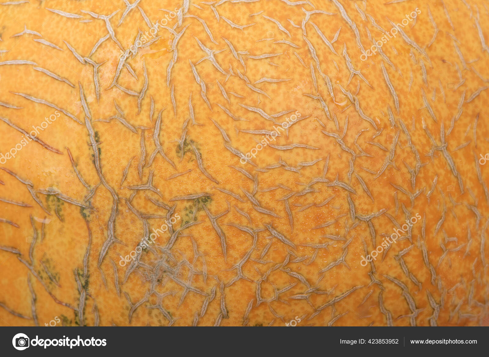 Yellow Melon Skin Smooth Texture Stock Photo by ©igorkovalcuk 423853952