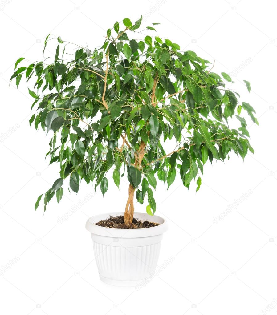 Ficus benjamina aislado sobre fondo blanco. — Foto de stock © Natalyka ...