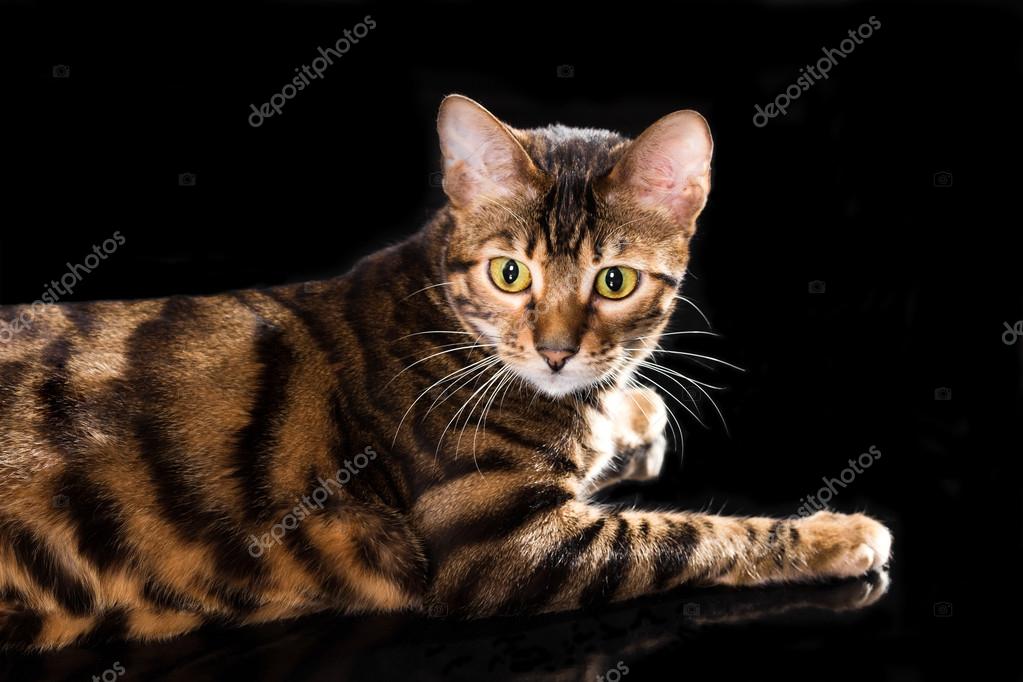 Cat breed toyger on black background Stock Photo by ©Natalyka 94144992