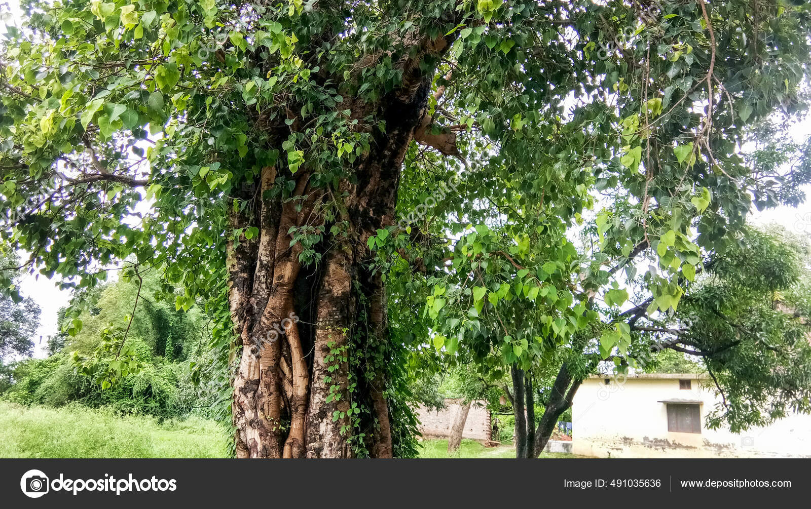 Big Peepal Tree Peepal Tree Gives Oxygen Hours Peepal Also — Stock ...