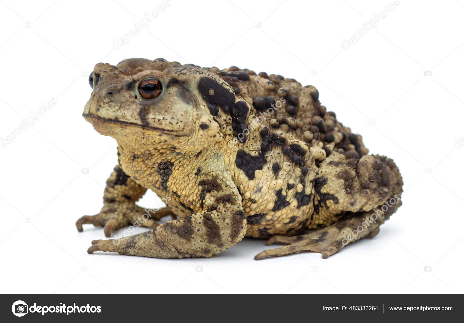 Toad Isolated on White Background close up — Stock Photo © Jamakosy ...