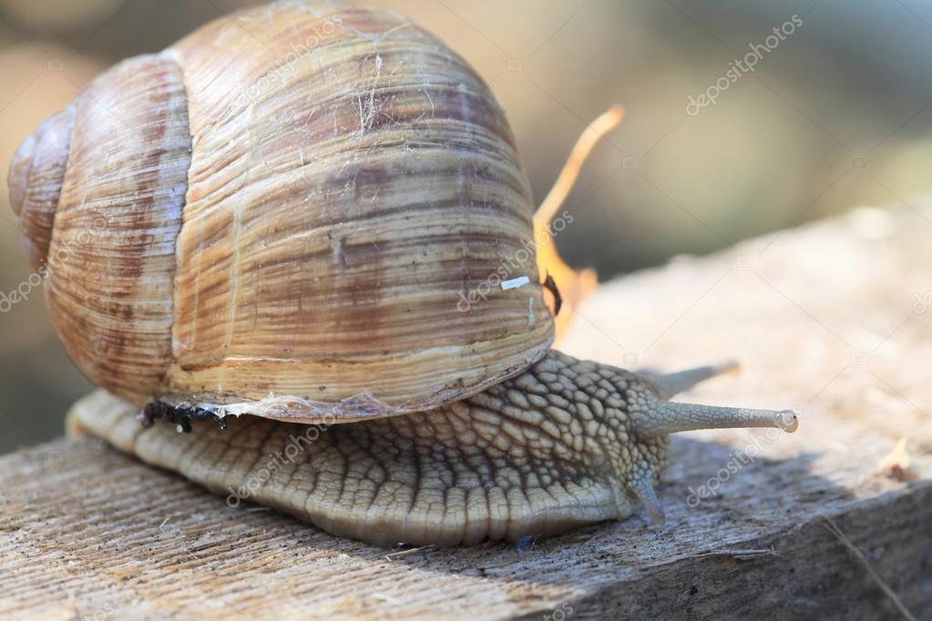 Snail — Stock Photo © siberian180762 #53280981