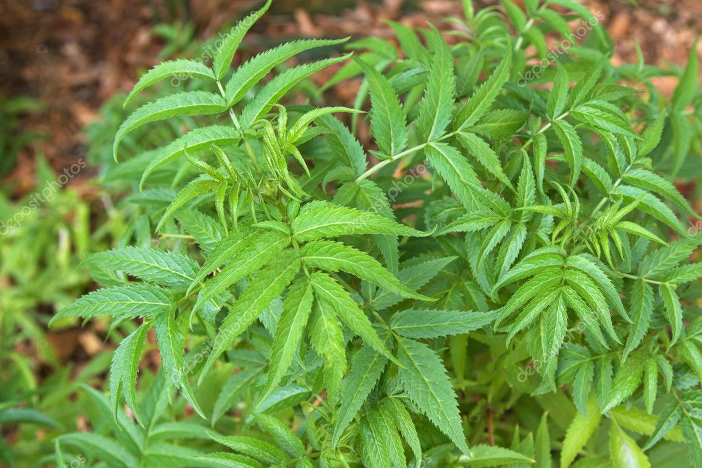 Planta casera de saúco blanco (Sambucus gaudichaudiana) en Australia 2022