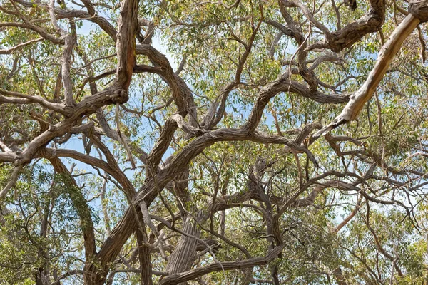 Stringy bark tree Stock Photos, Royalty Free Stringy bark tree Images ...