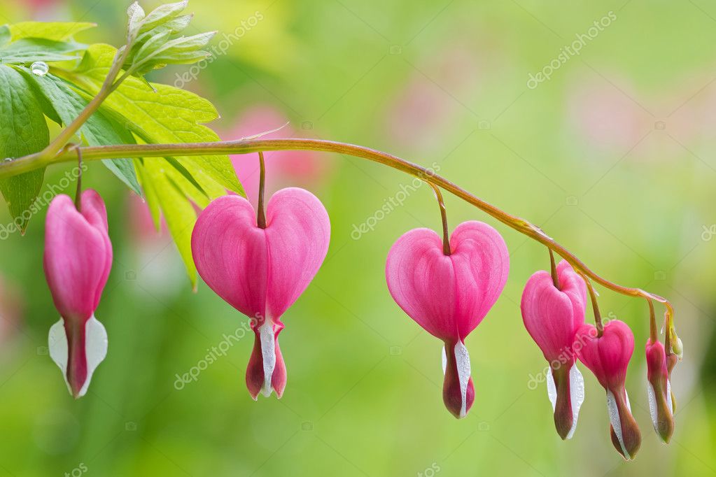Heart Shaped Flowers Images Hd | Best Flower Site