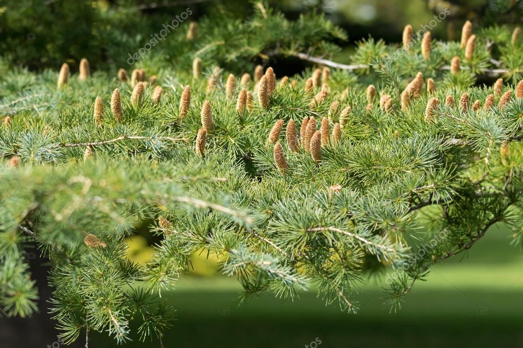 Cedrus Deodara Cones