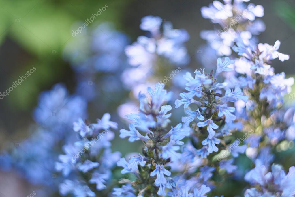 Delicado color azul de la maleza inflorescencia, disparado a una ...