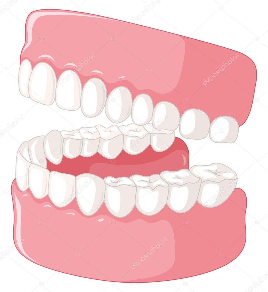Human teeth model on white background Stock Vector Image by ...