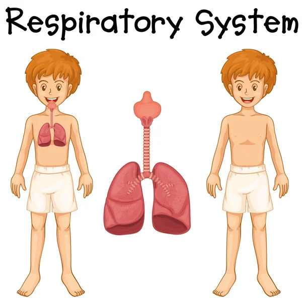 Respiratory System Cartoon For Kids