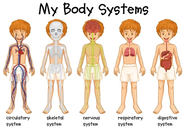 Different body systems in human Stock Vector Image by ©interactimages ...