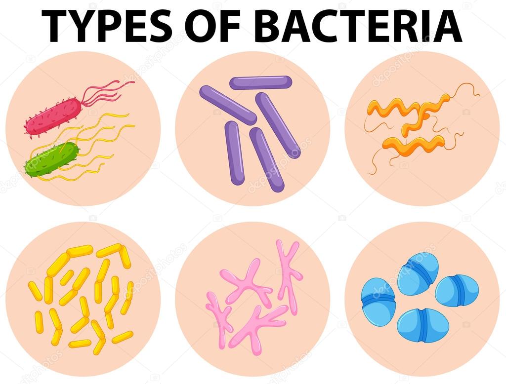 Verschillende soorten bacteriën — Stockvector © interactimages #115707000