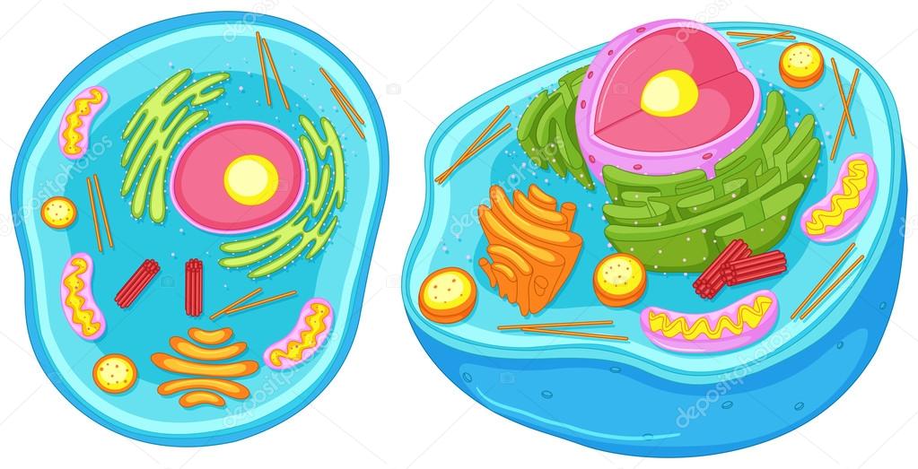 Animal cell in closer look Stock Vector Image by ©interactimages #116840066 Animal cell in closer look Stock Vector Image by ©interactimages #116840066