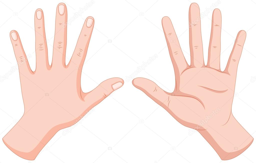 Human hands back and front Stock Vector by ©interactimages 116840788