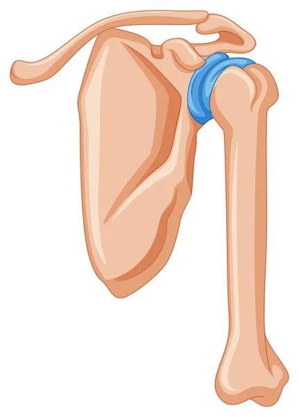 19,049,413 Shoulder bone Vector Images | Depositphotos