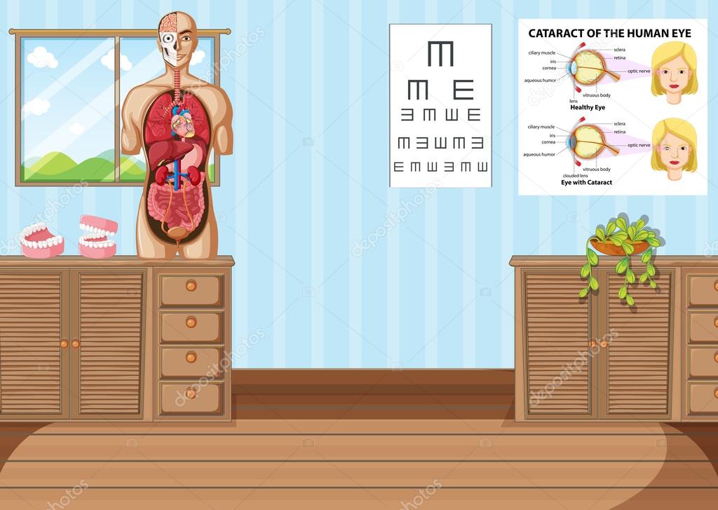 Room with human anatomy model Stock Vector by ©interactimages 120441104