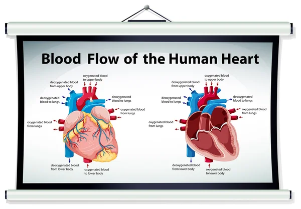 Blood flow Stock Vectors, Royalty Free Blood flow Illustrations ...
