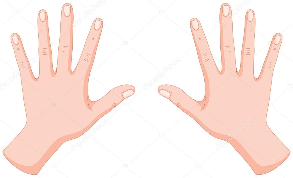 Manos humanas izquierda y derecha Vector de stock #122558028 de ©interactimages