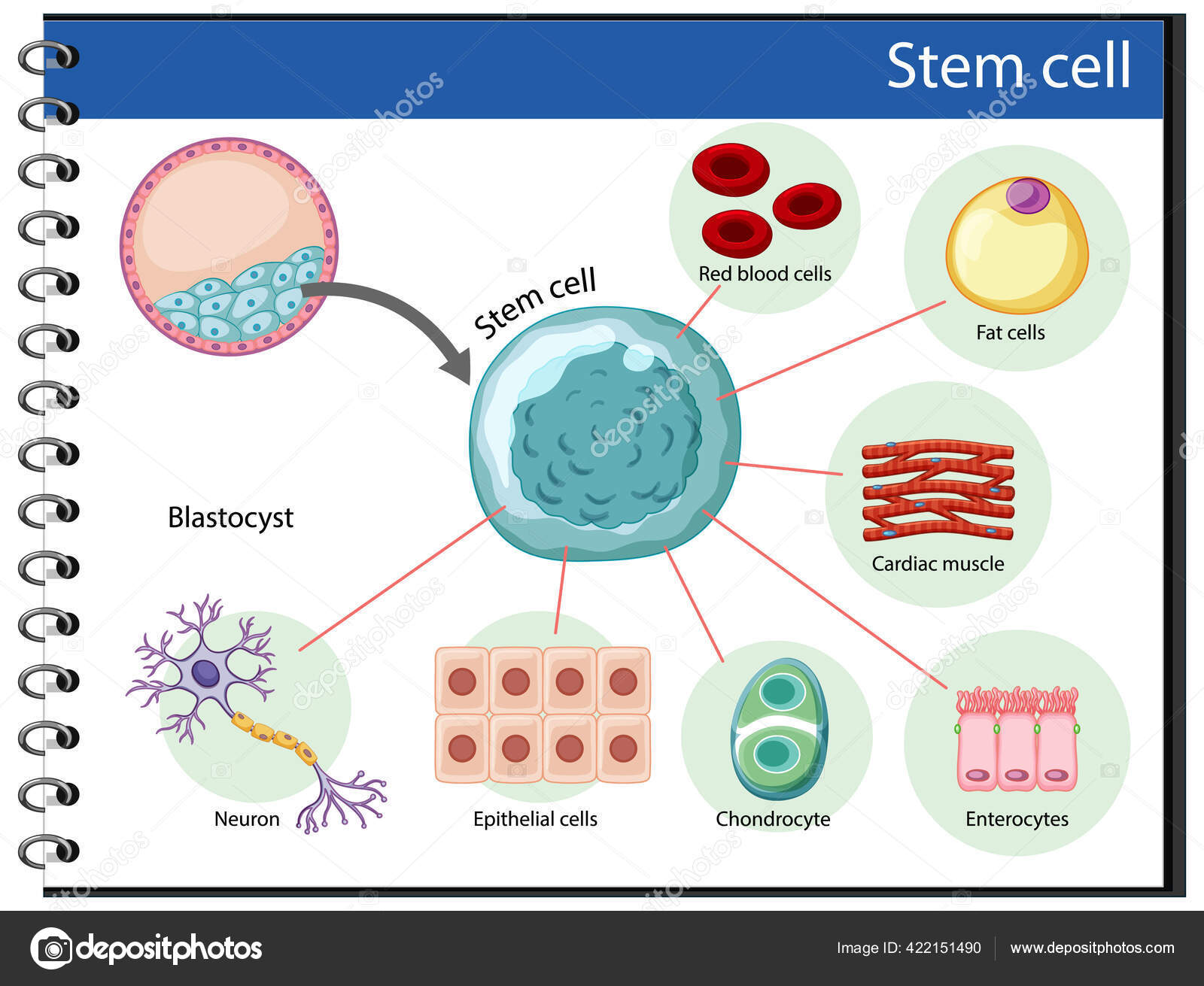 Information Poster Human Stem Cells Illustration Stock Vector by ...