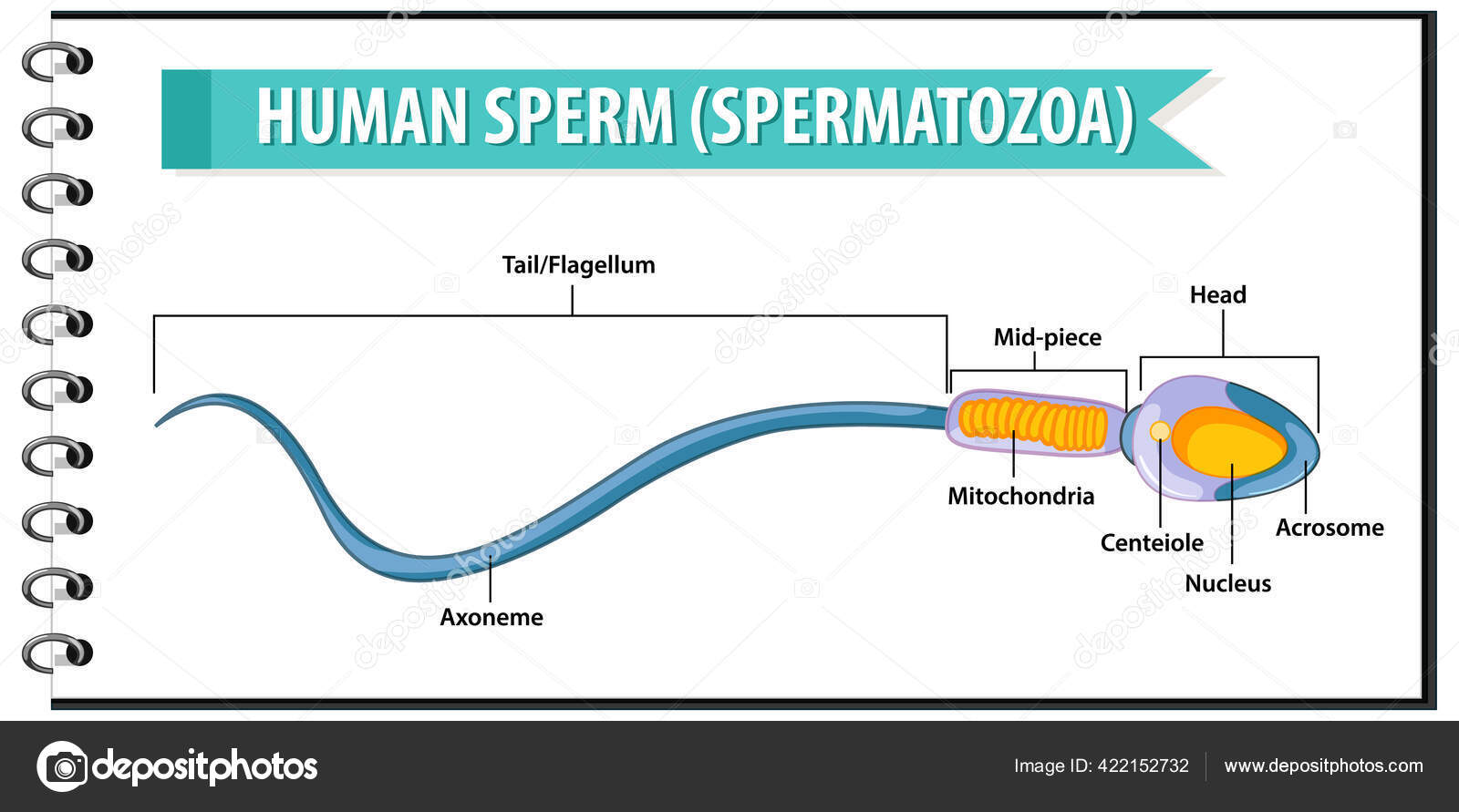 Human Sperm Spermatozoa Cell Structure Illustration Stock Vector by ...