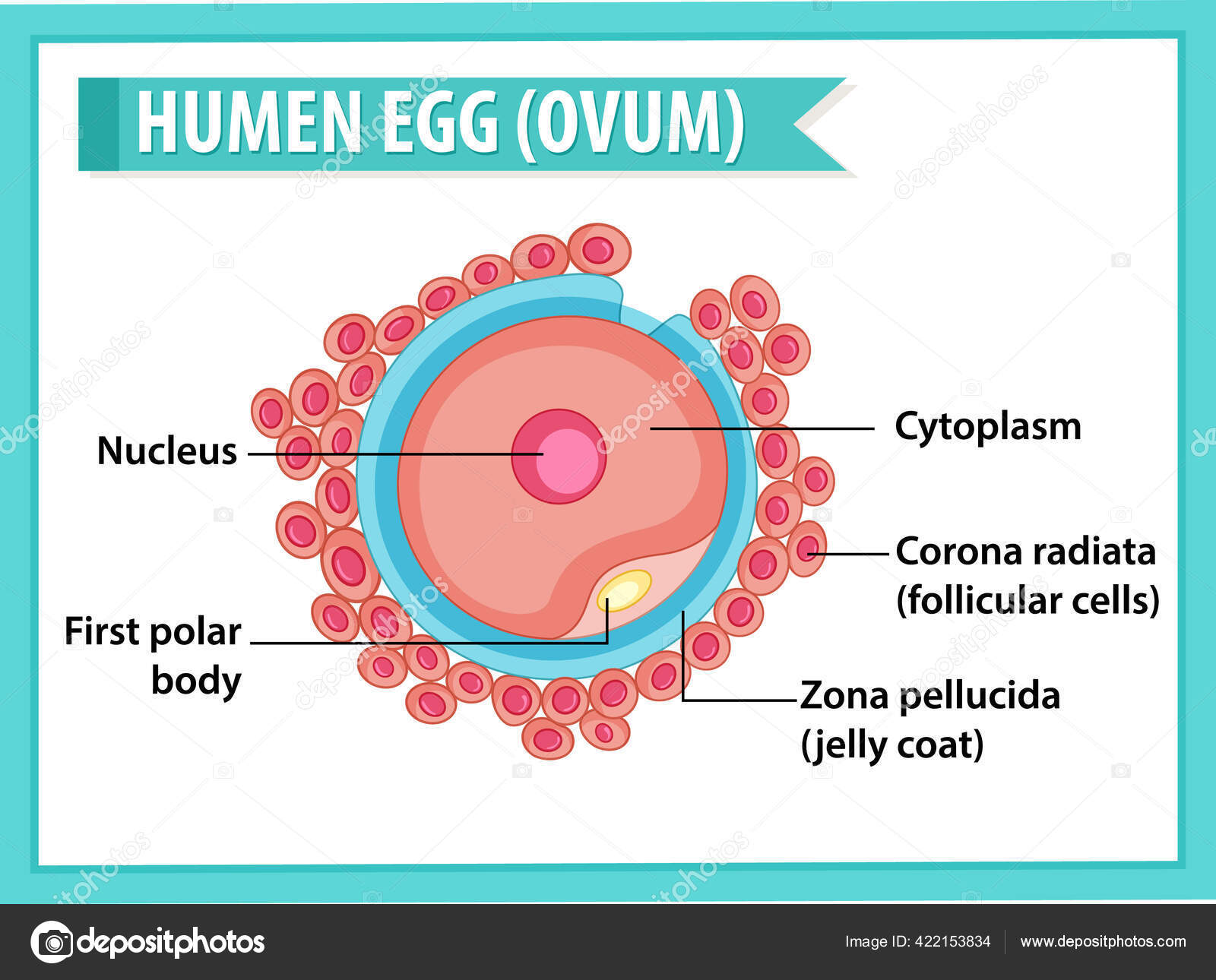 Human Egg Ovum Structure Health Education Infographic Illustration ...