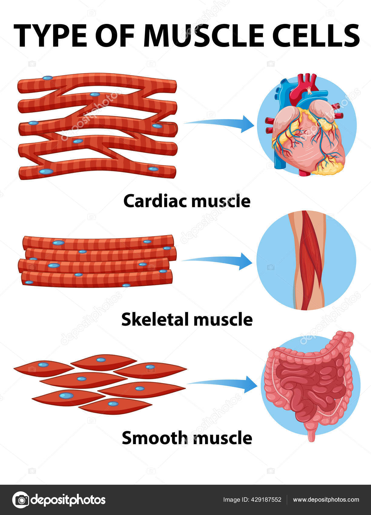 Type Muscle Cells Illustration Stock Vector Image by ©interactimages ...