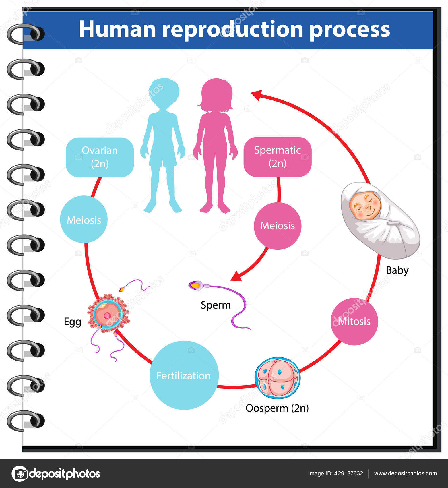 Diagrama Do Ciclo De Reproducao Humana