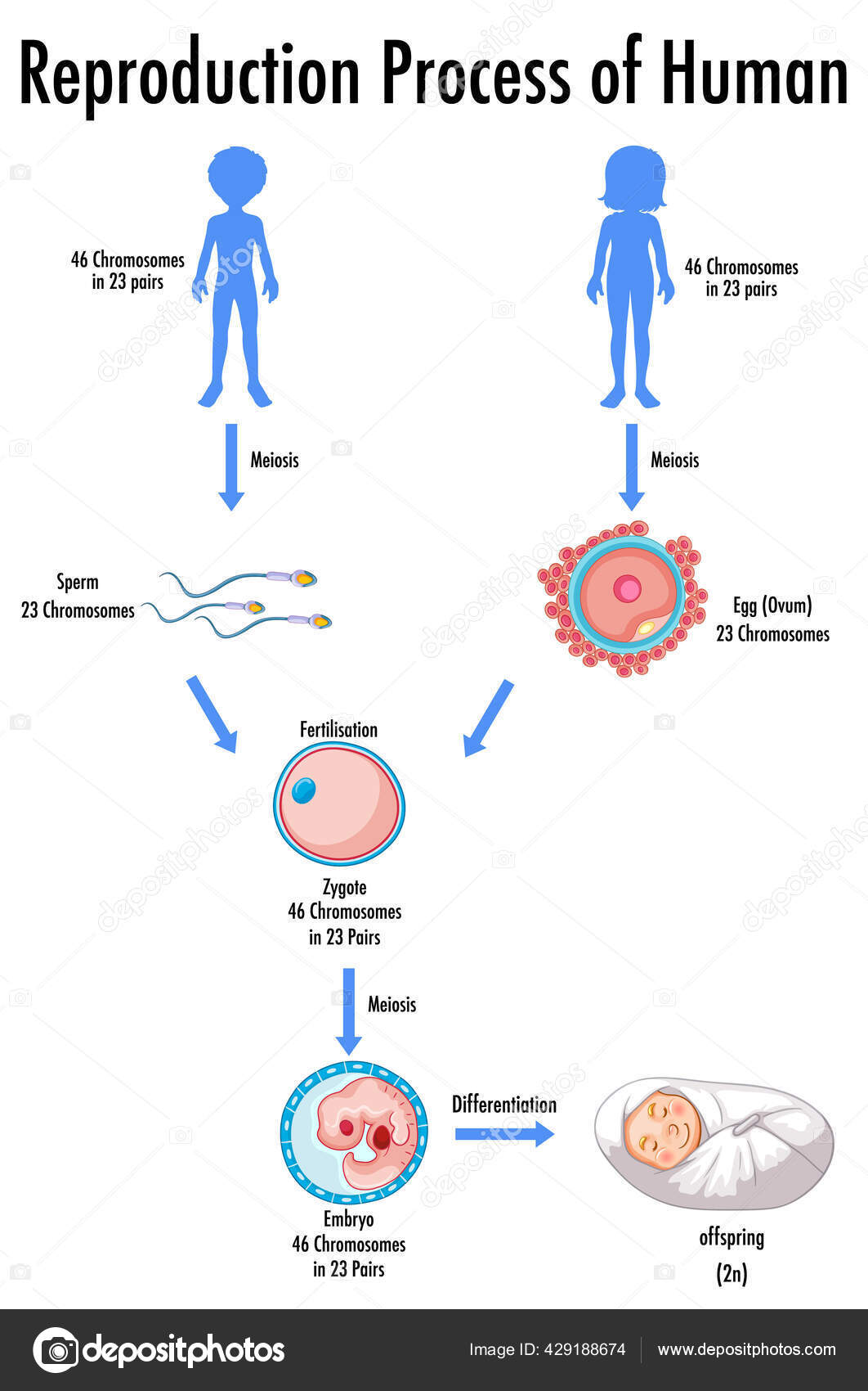 Reproduction Process In Humans Stages Of Human Reproduction
