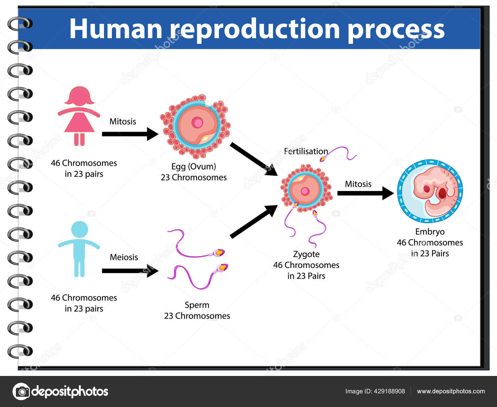 Reproduction Process Human Infographic Illustration Stock Vector Image ...