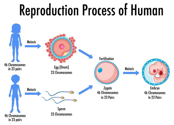 Diagram Showing Human Sex Cells White Background Illustration Stock ...