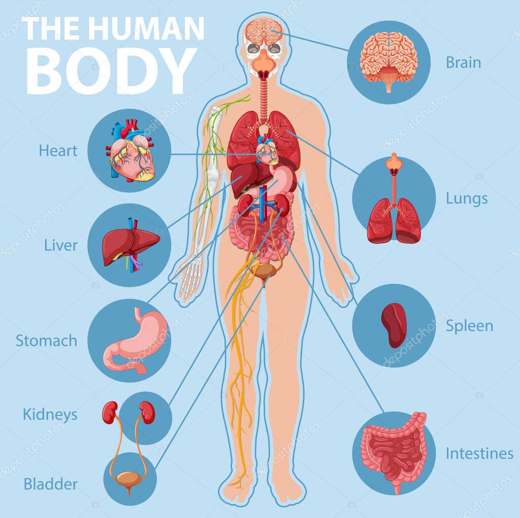 Anatomía del cuerpo humano información ilustración infográfica 2025