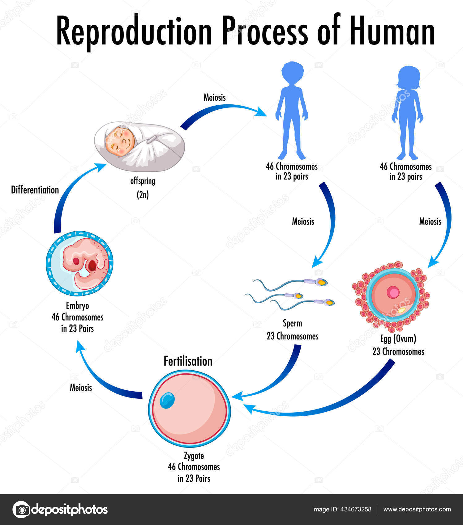 Proceso Reproducción Ilustración Infográfica Humana Vector de stock por ...