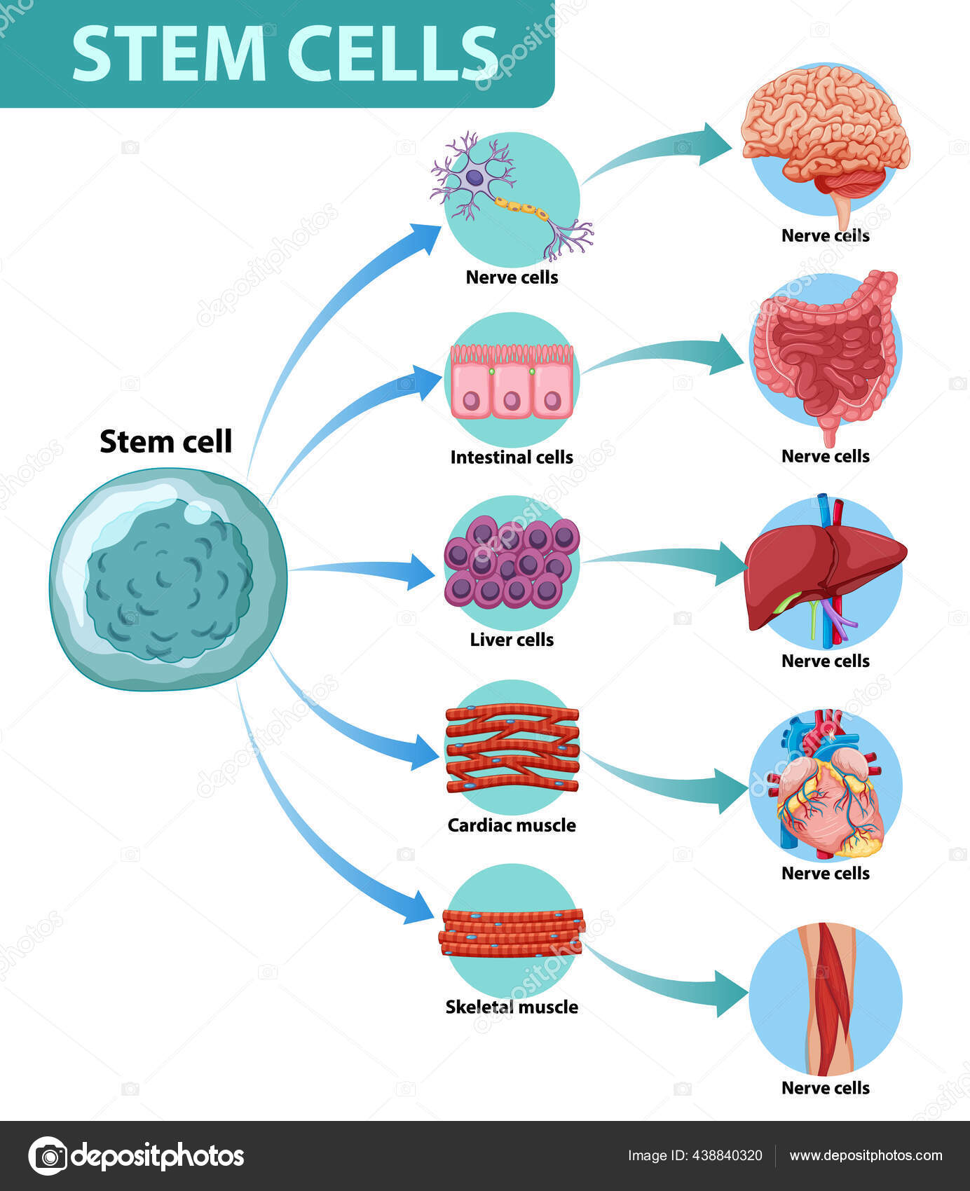 Information Poster Human Stem Cells Illustration Stock Vector by ...