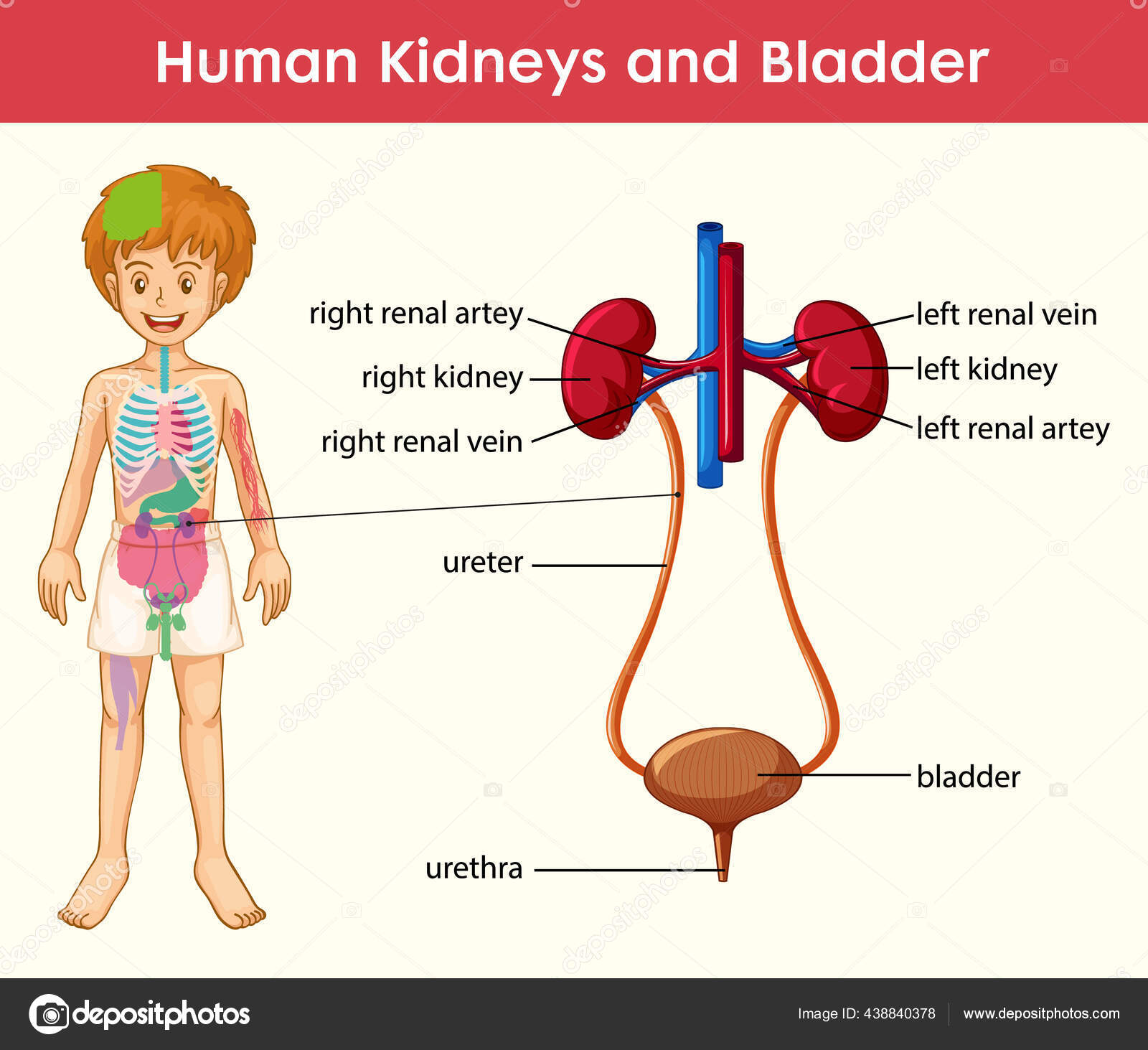 Human Kidney Bladder Cartoon Style Infographic Illustration Stock ...