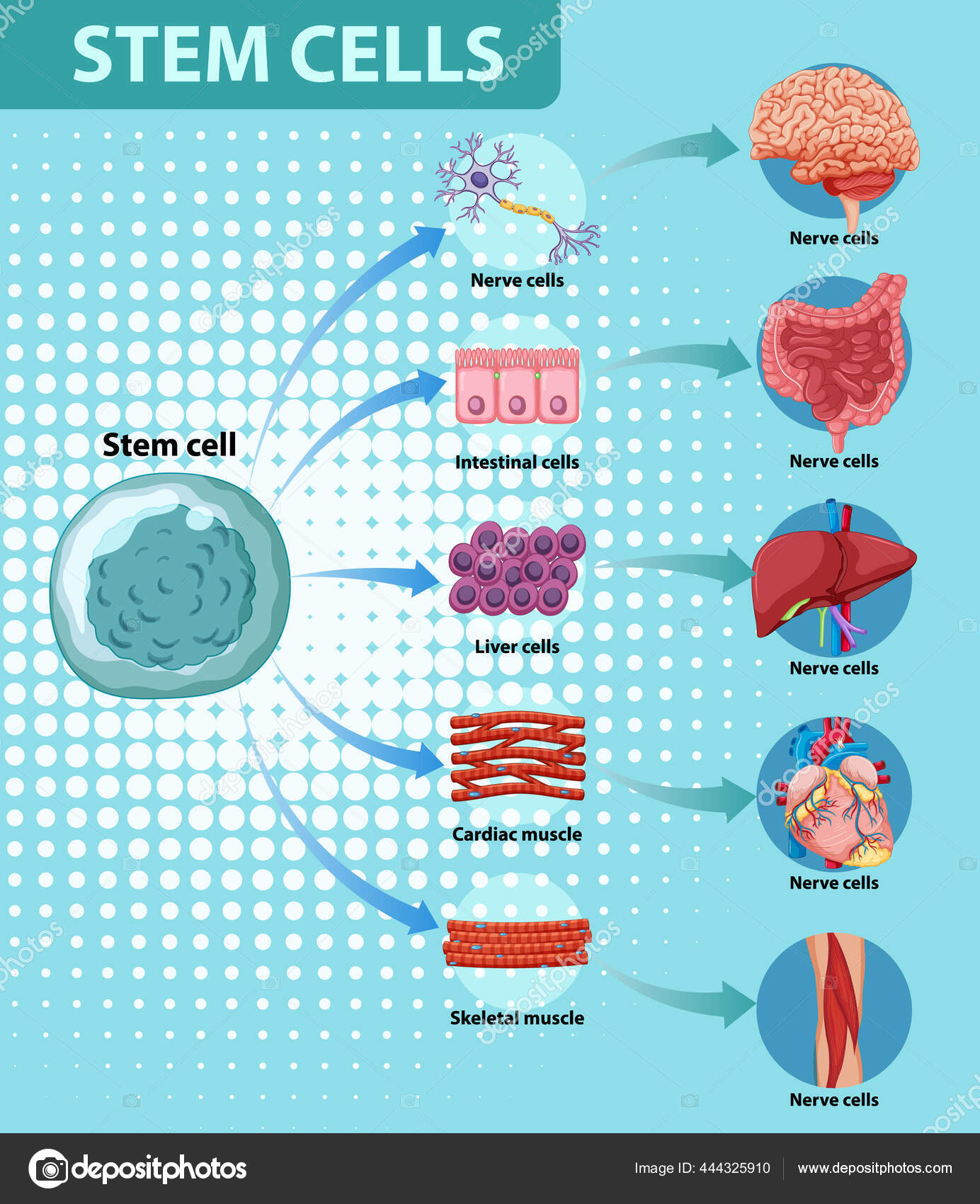 Information Poster Human Stem Cells Illustration Stock Vector by ...